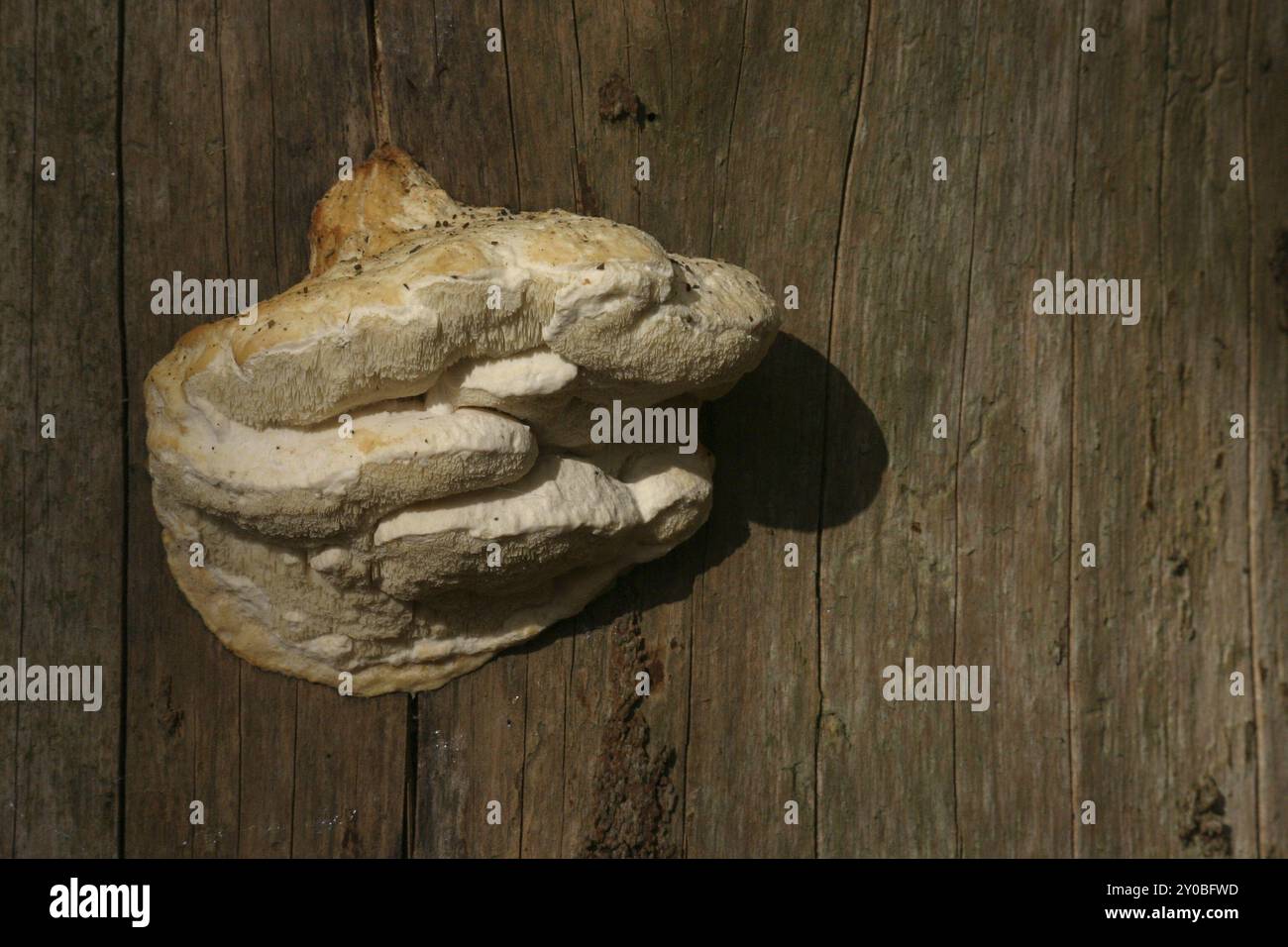 White-brown tree fungus on a debarked tree Stock Photo - Alamy