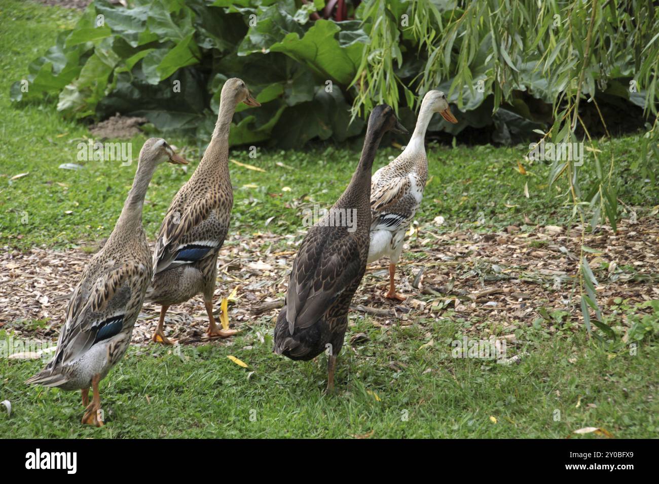 Mallard indian runner duck hi-res stock photography and images - Alamy