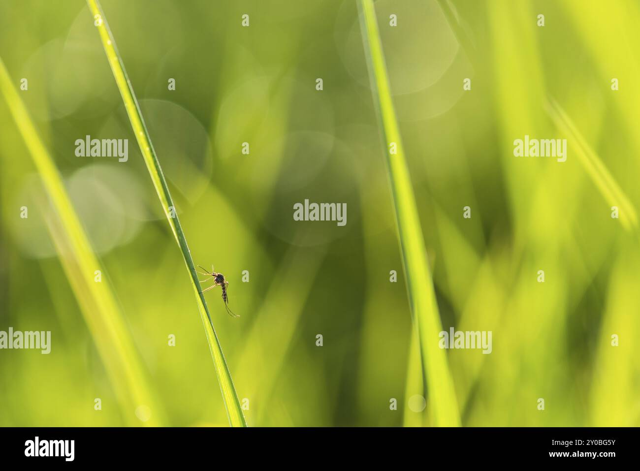 Mosquito, Culicidae, (English: Mosquitoe) on a blade of grass ...