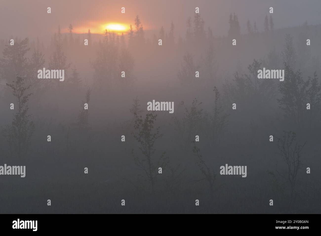 Evening fog in Stubba Nature Reserve, Laponia World Heritage Site ...