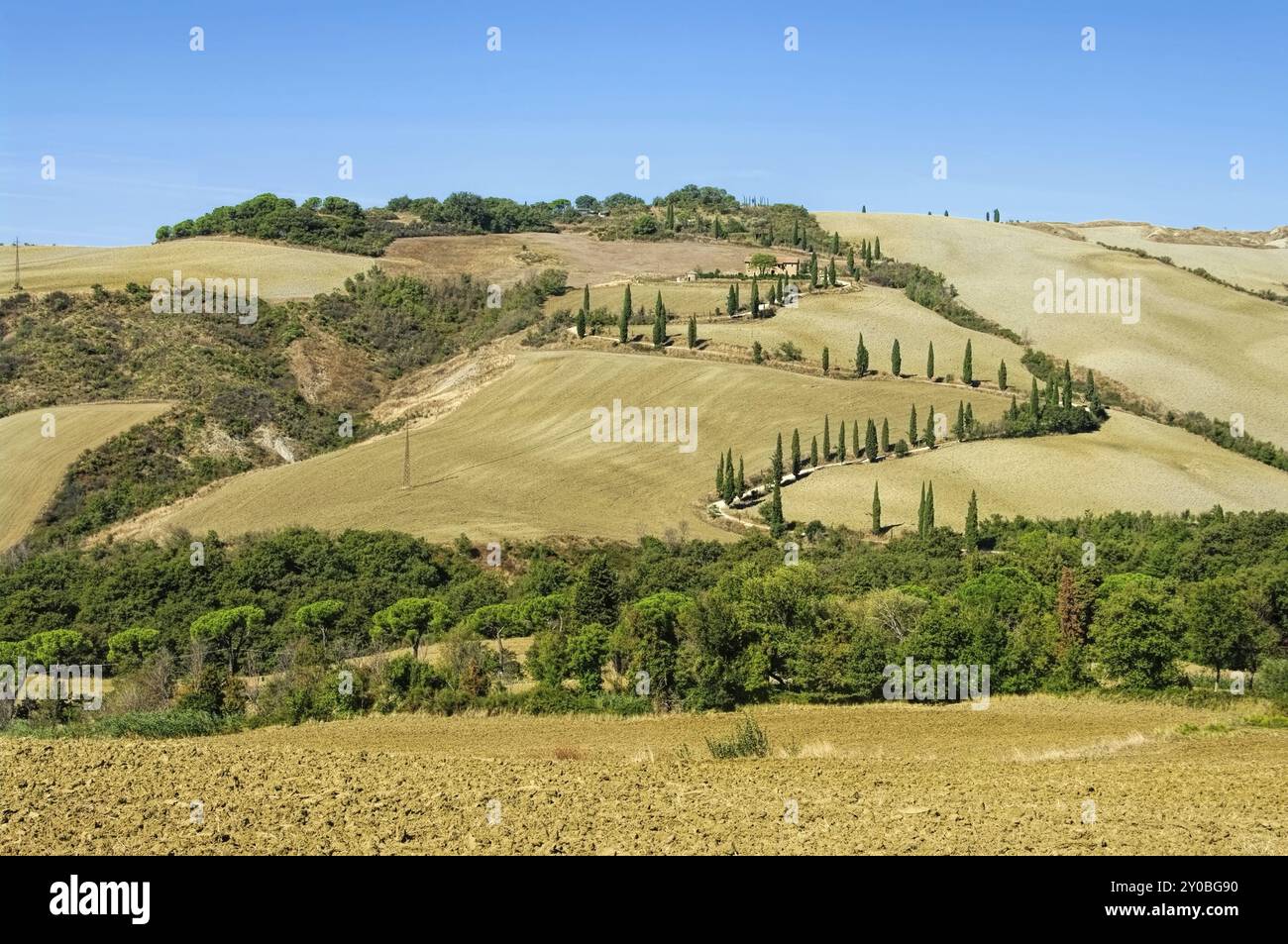Cypress curve in autumn in Tuscany, cypress curve in fall, Tuscany in ...