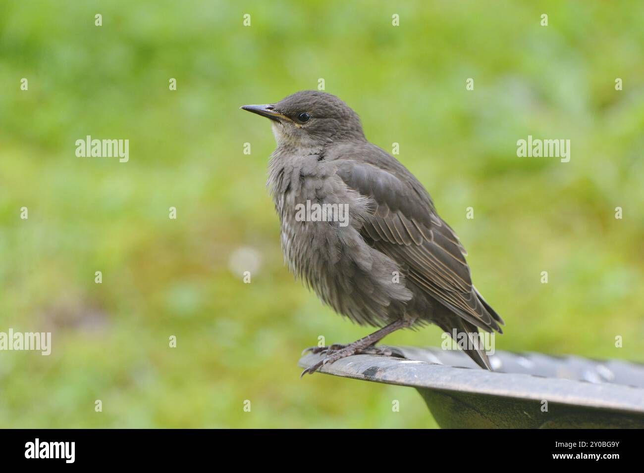 Young Common starling after his first bath Stock Photo - Alamy