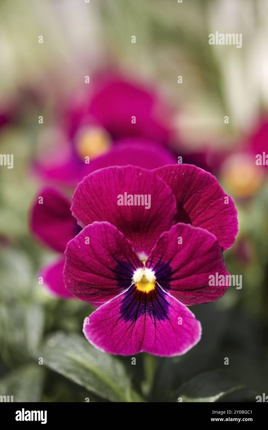 Viola cornuta hi-res stock photography and images - Alamy