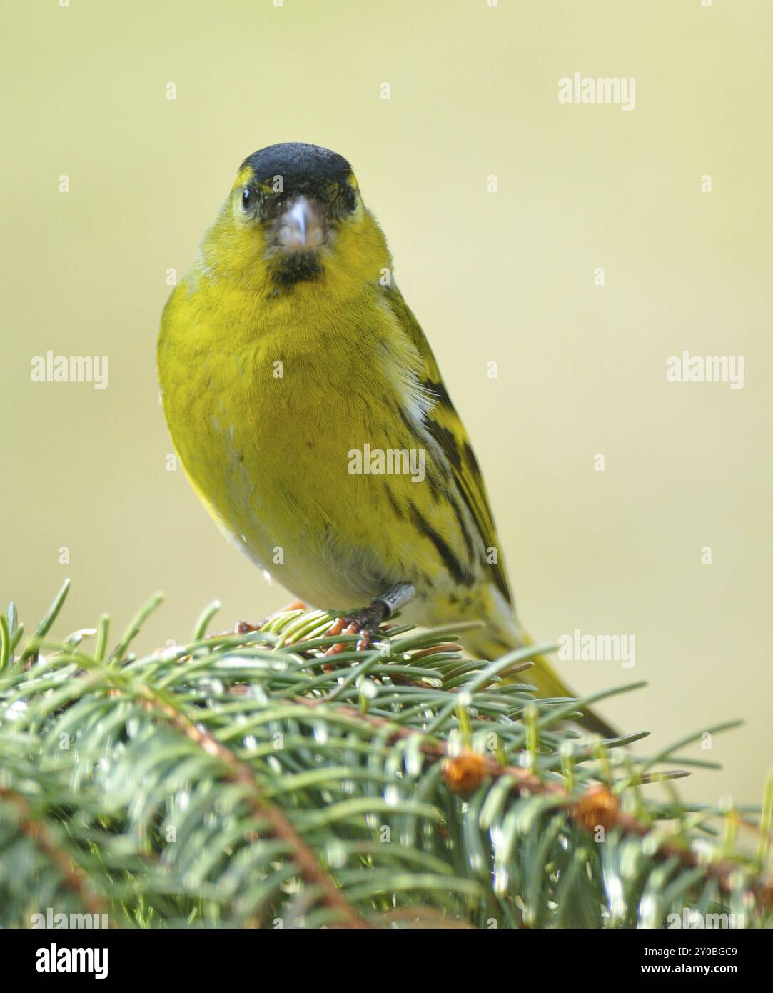 Beringed male hi-res stock photography and images - Alamy