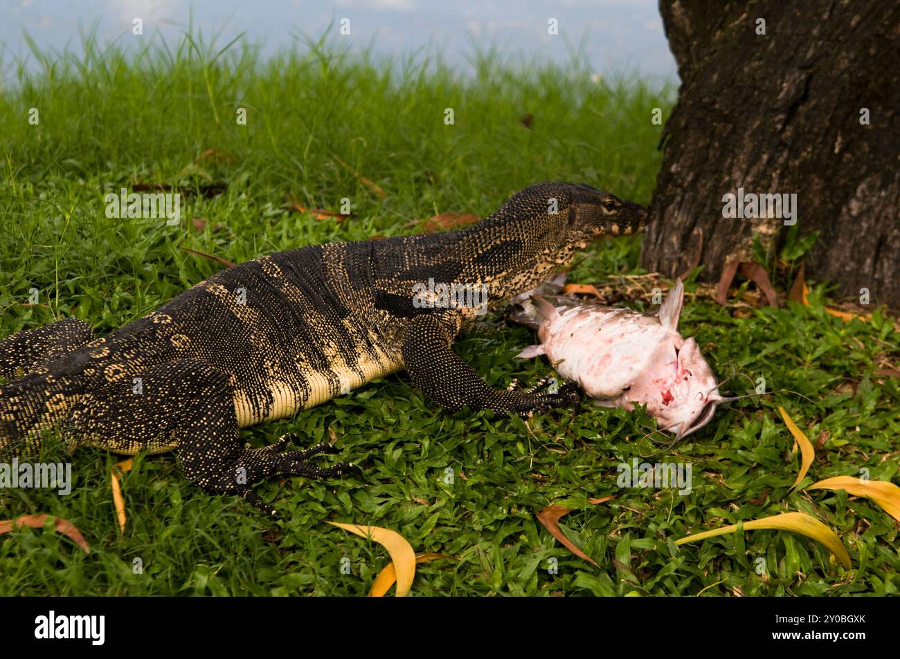 A monitor lizard with a caught fish in Lumphini park in Bangkok ...