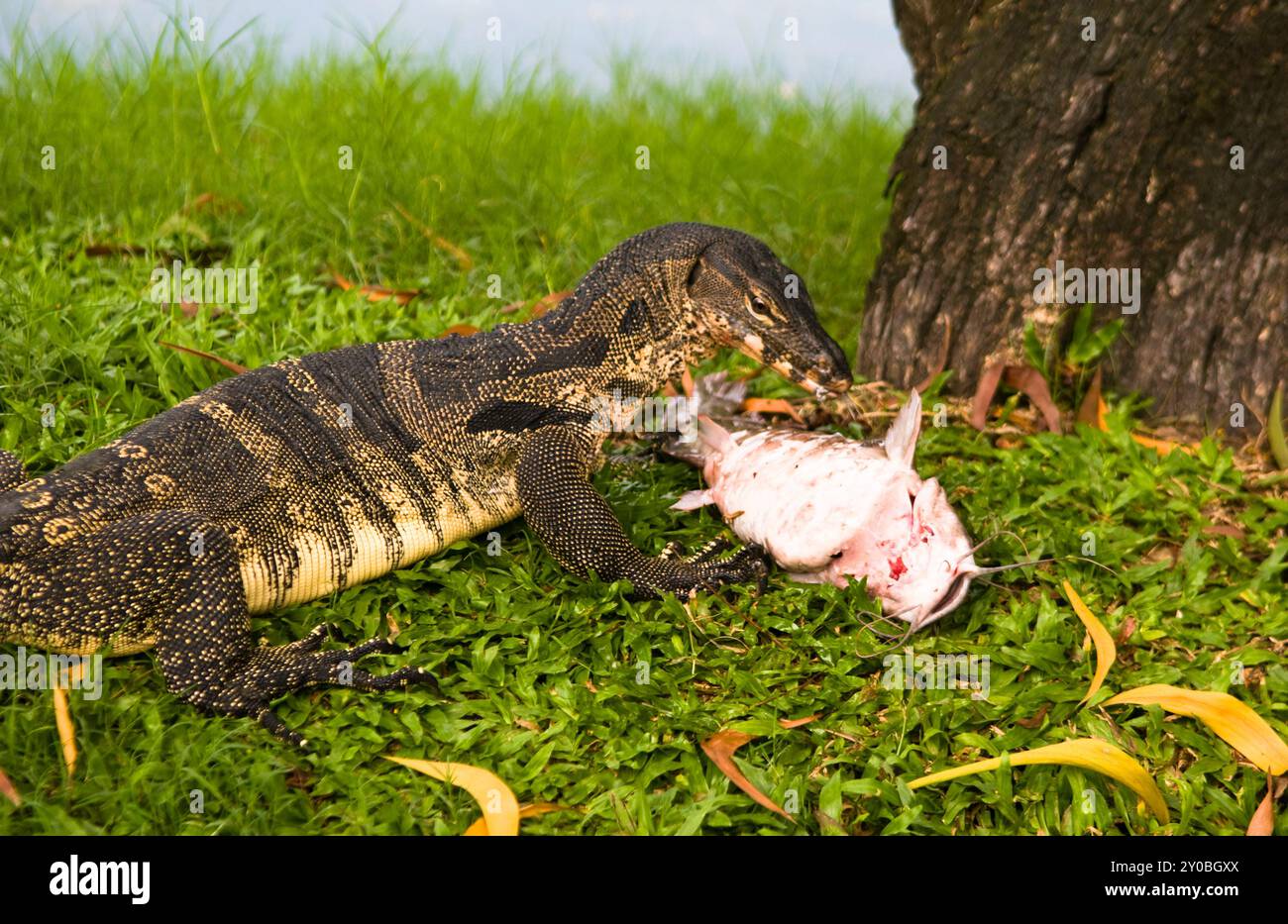 A monitor lizard with a caught fish in Lumphini park in Bangkok ...