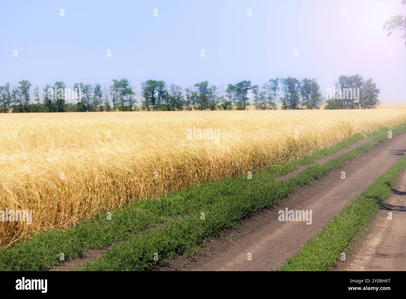 Wheat field, fresh crop of wheat Stock Photo - Alamy