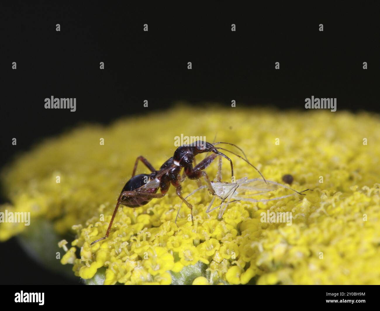 Miris lituanicus hi-res stock photography and images - Alamy