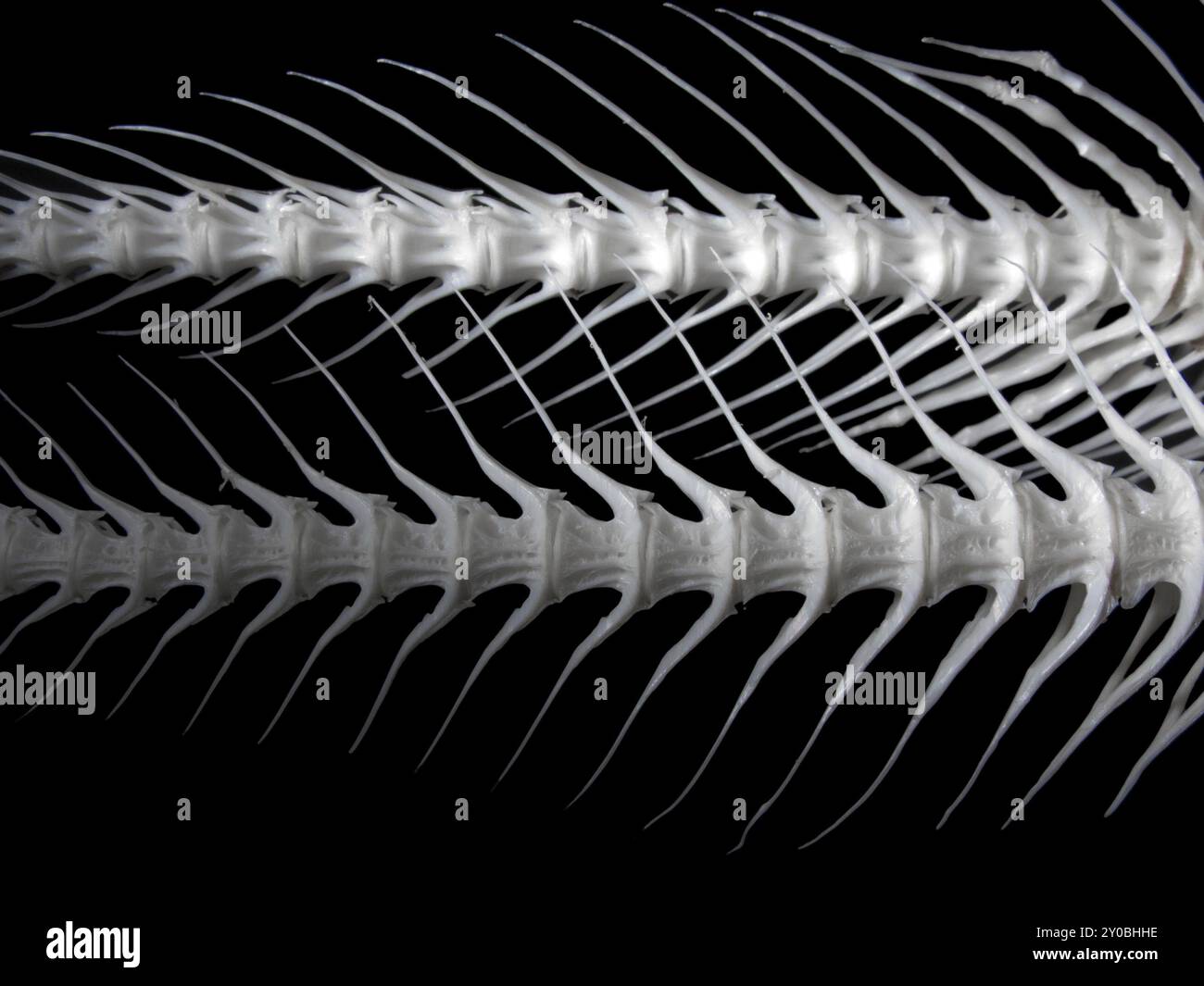 Sea fish white bone close-up Stock Photo - Alamy