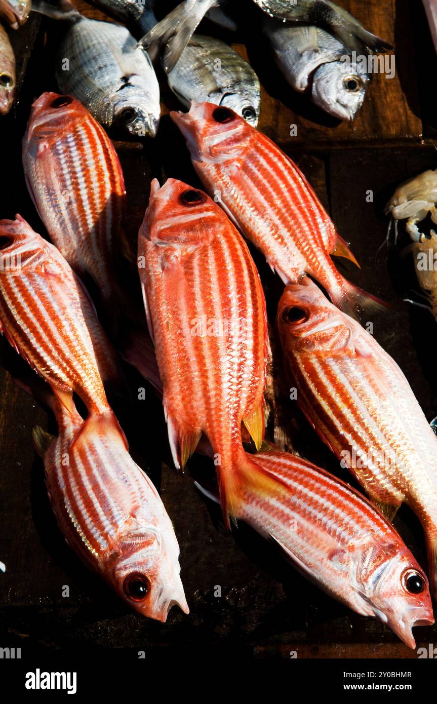 A colorful fish & seafood market by the fishing port in Alexandria ...