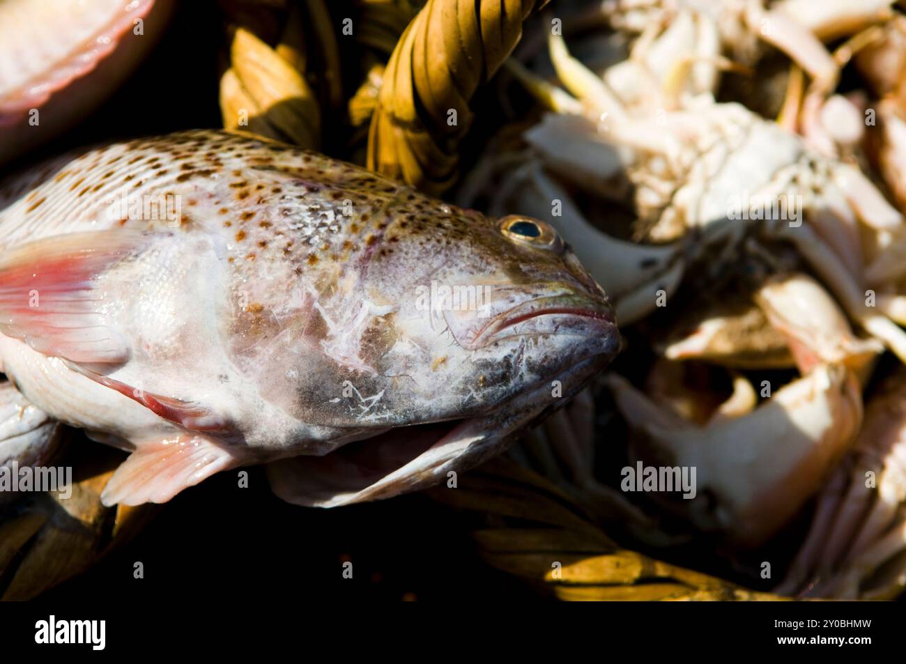 A colorful fish & seafood market by the fishing port in Alexandria ...