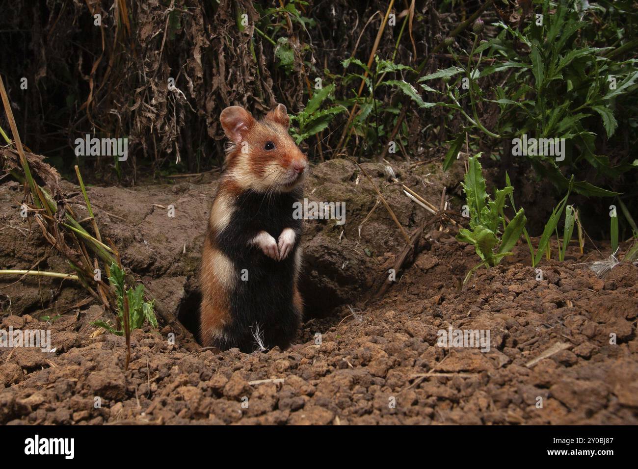 European hamster (Cricetus cricetus) at a construction site, Thuringia ...