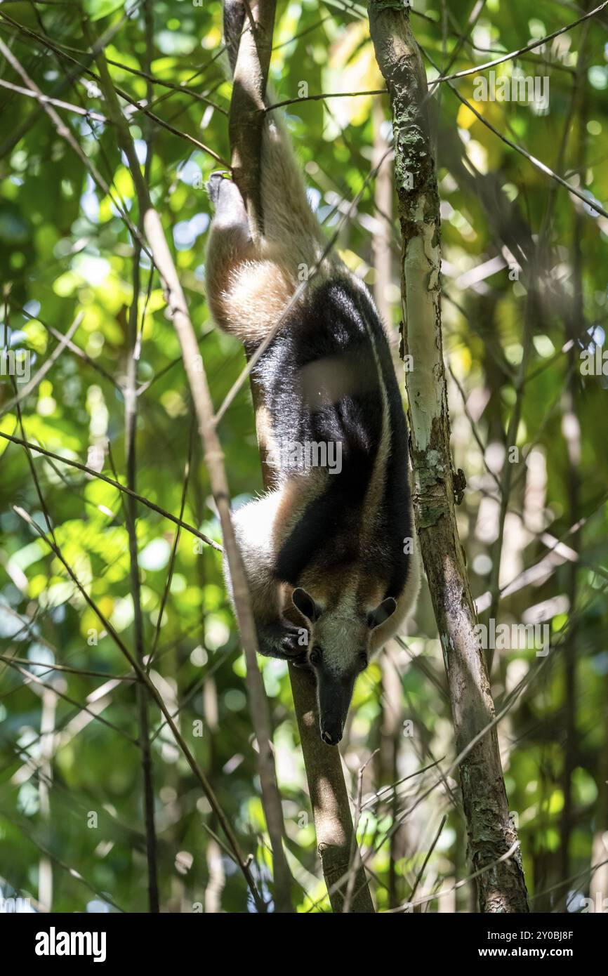 Northern tamandua (Tamandua mexicana), climbing a tree in the ...
