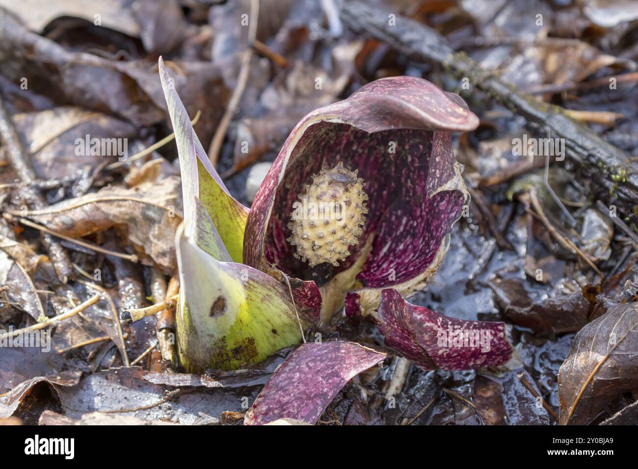 Skunk cabbage (Symplocarpus foetidus) is one of the first native plants ...