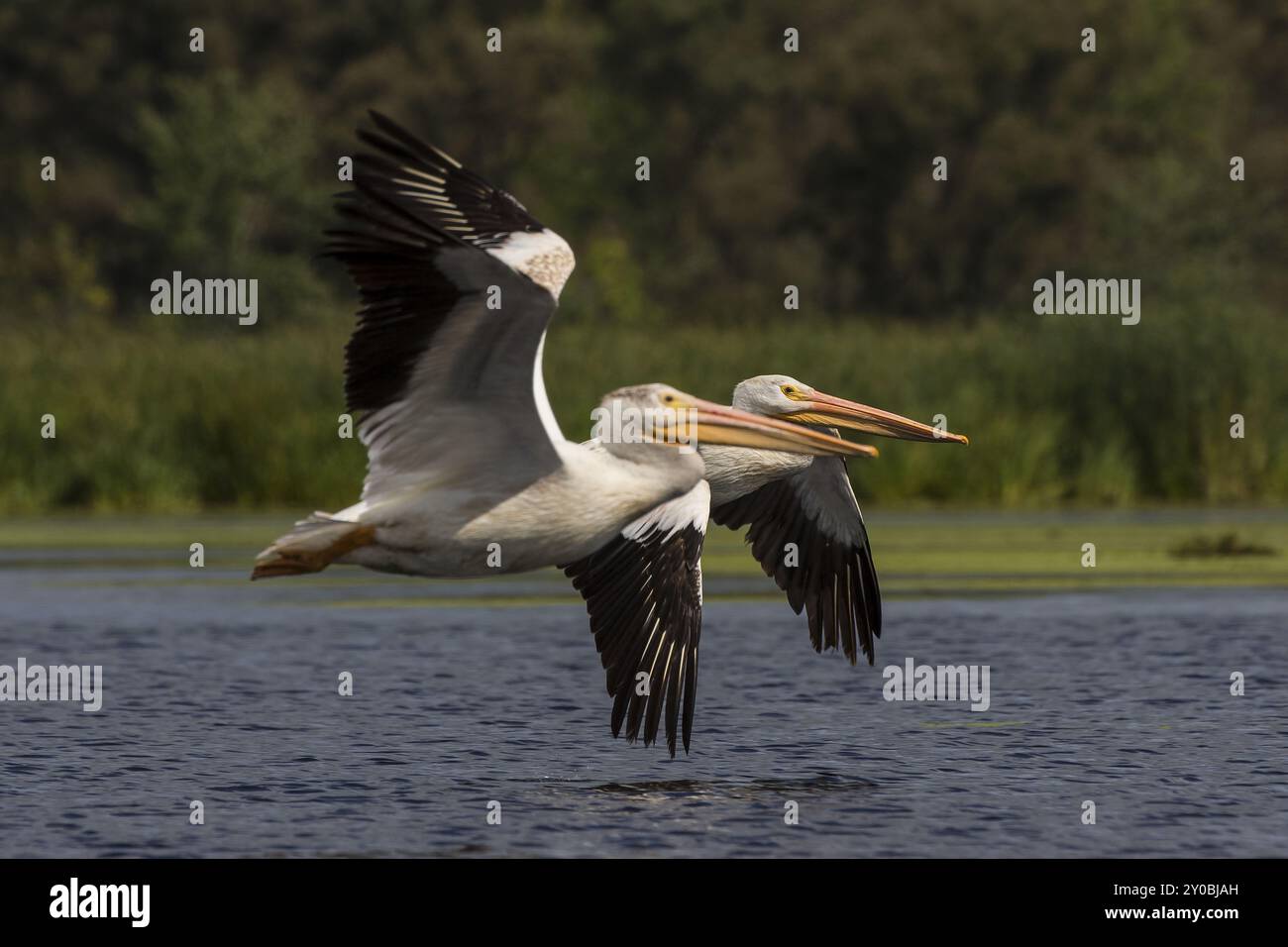 Nature scene from wisconsin Stock Photo - Alamy