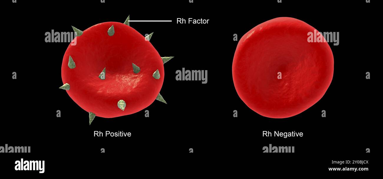 Detailed anatomical illustration hi-res stock photography and images ...