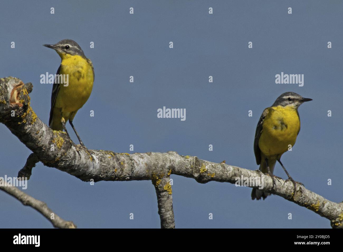 Yellow wagtail two birds sitting next to each other on a branch looking ...