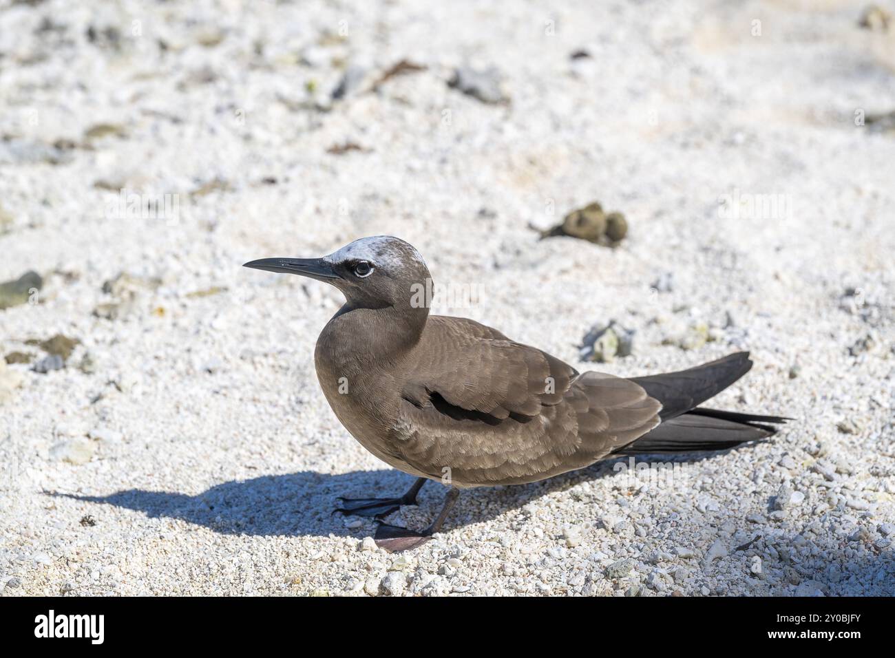 Brown noddy (Anous stolidus), Tetiaroa, Atoll, Marlon Brando Island ...