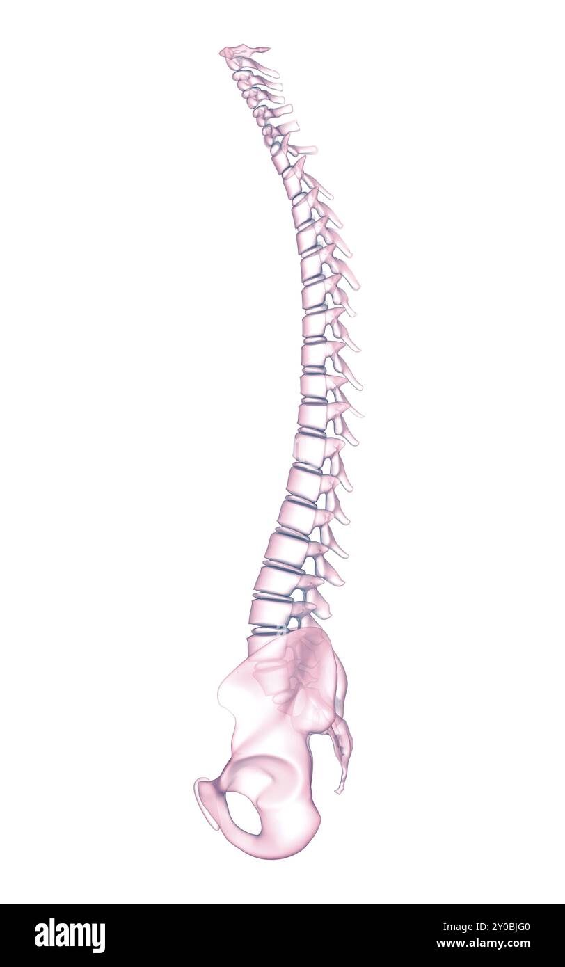 Human backbone hi-res stock photography and images - Alamy