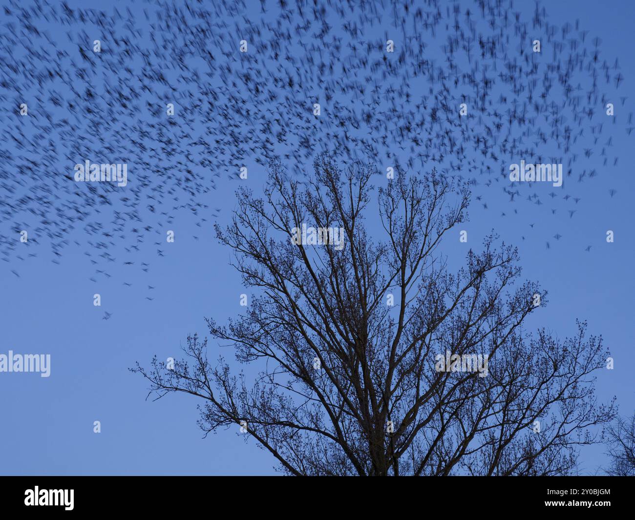 A flock of starlings taking off from a large tree at dusk Stock Photo ...