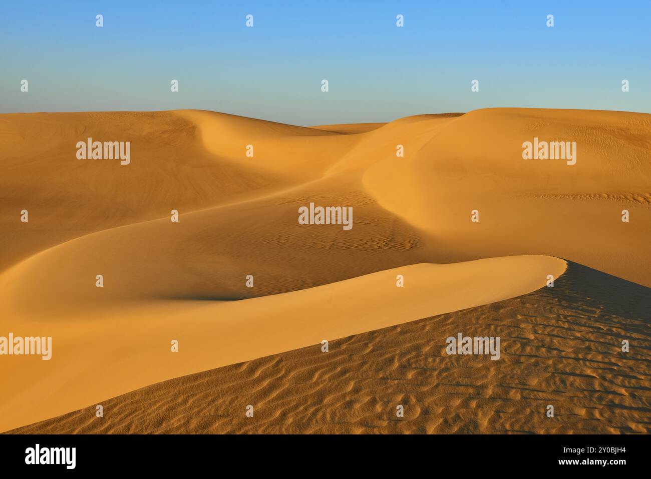 Endless sand dunes under a clear blue sky, glowing in golden sunlight ...