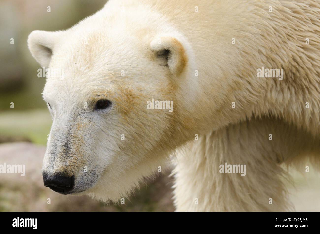 Portrait of an Ice Bear. portrait of an Ice Bear Stock Photo - Alamy