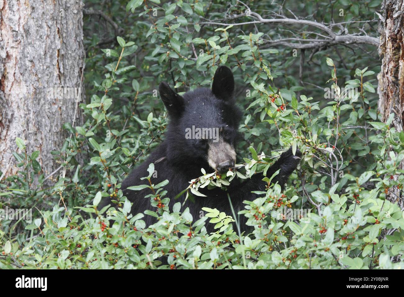 Black Bear, American Black Bear, Baribal, American Black Bear feeding ...