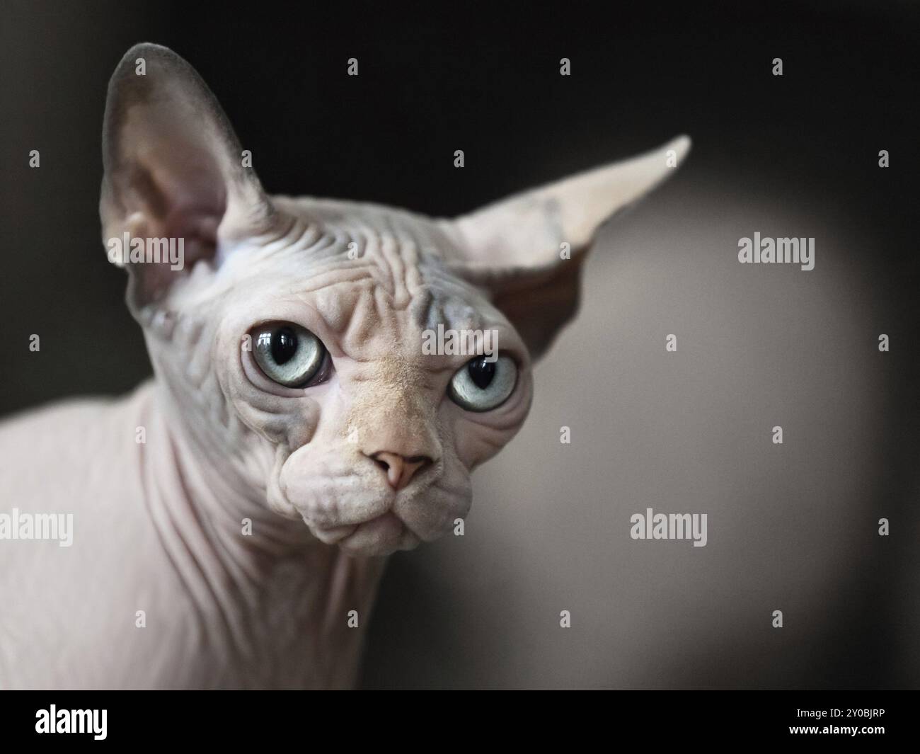 Feline animal pet hairless sphinx domestic cat looking eye Stock Photo ...