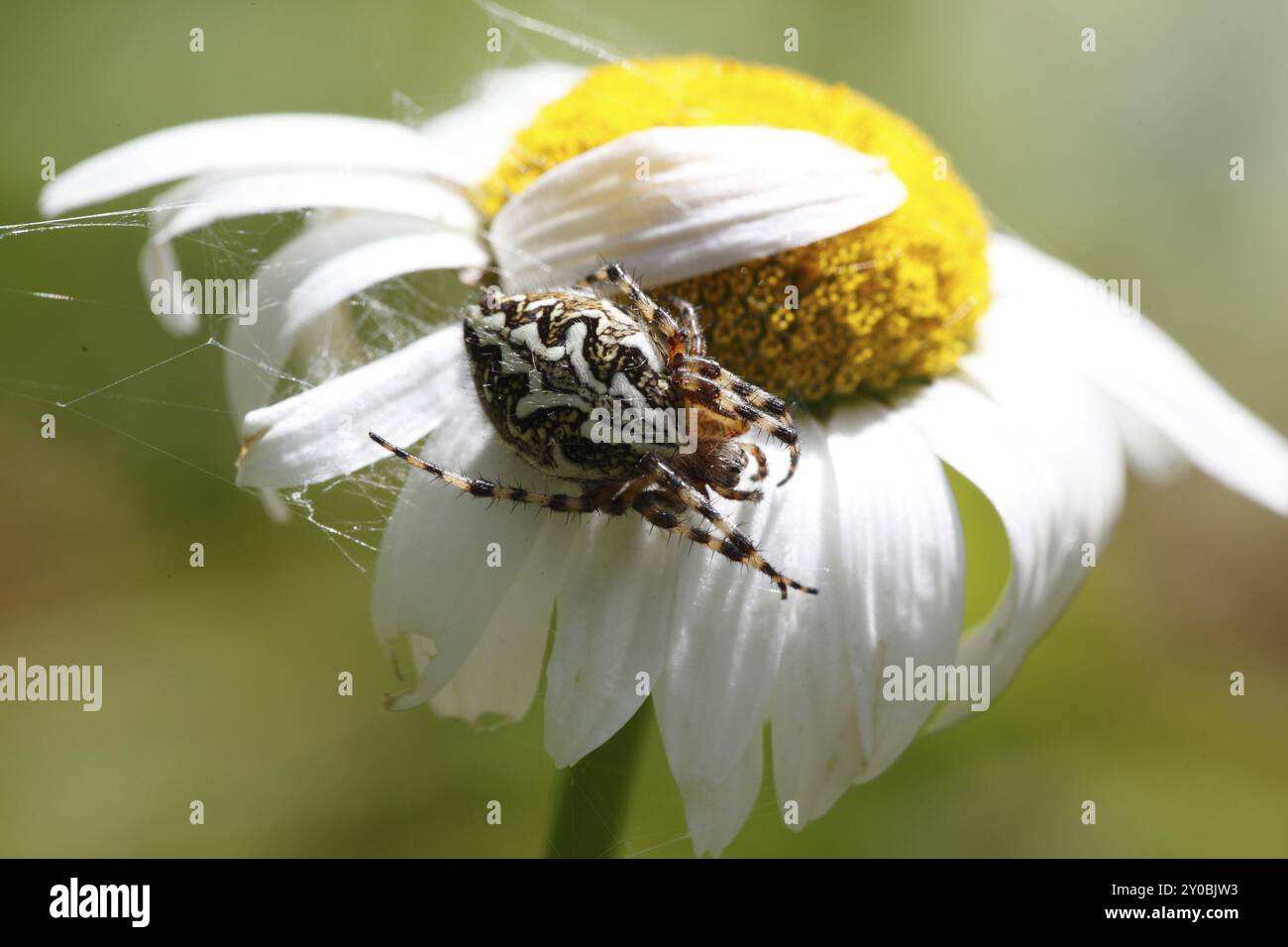 Oak-leaf wheel spider, araneus ceropegius, on a weeping flower Stock ...
