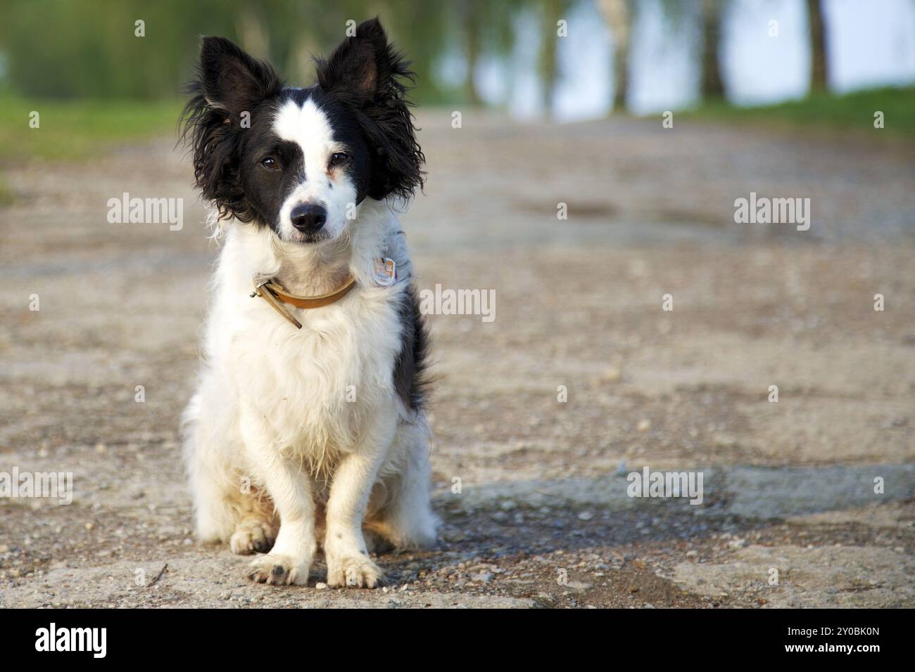 Small mixed-breed dog Stock Photo - Alamy