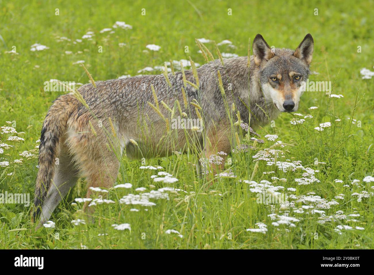 European gray wolf, Canis lupus Stock Photo - Alamy