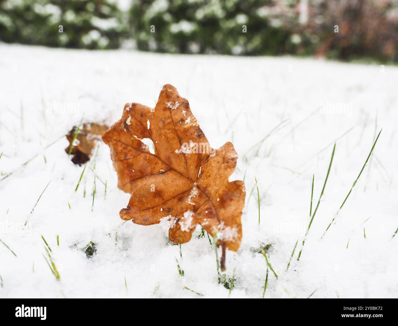 Brown oak tree leaf on lawn with a fresh layer of snow Stock Photo - Alamy