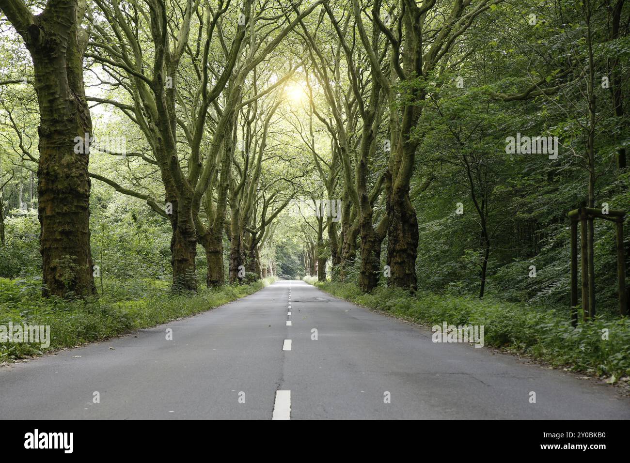 Avenue with plane trees and road in spring Stock Photo - Alamy