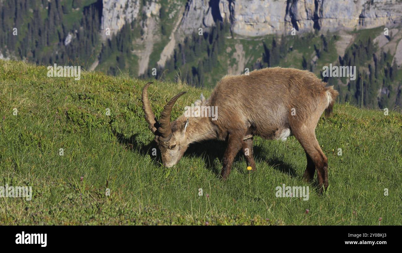 Wild animal living high up in the mountains. Male alpine ibex Stock ...