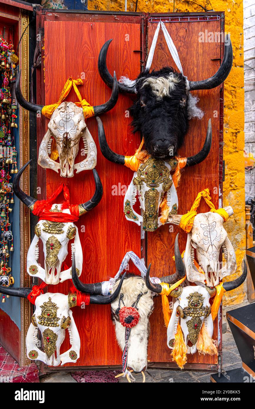 Traditional souvenir in the market in Lhasa, Tibet. Skulls of yaks with ...
