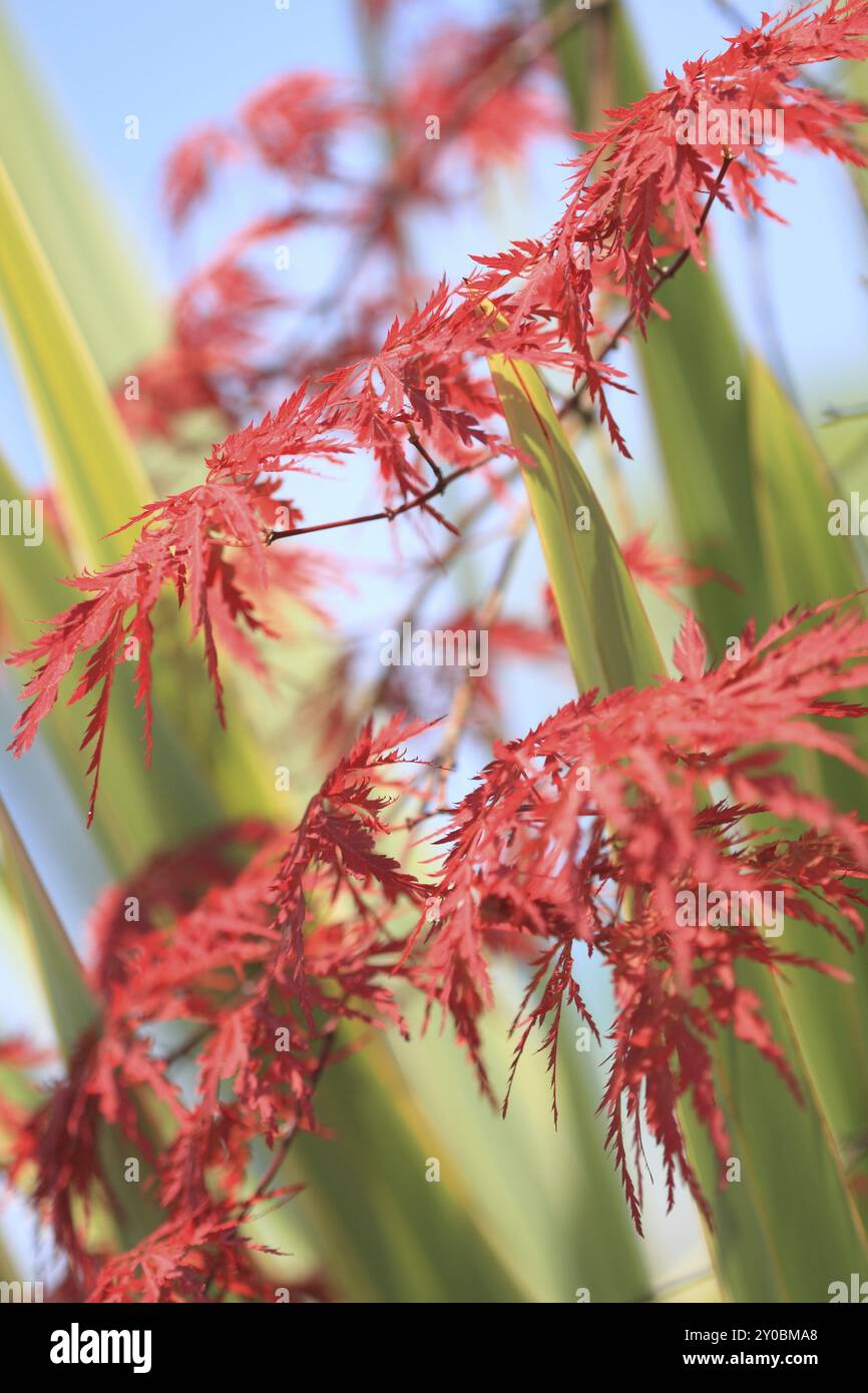 Acer japonicum and palm near the pool Stock Photo - Alamy