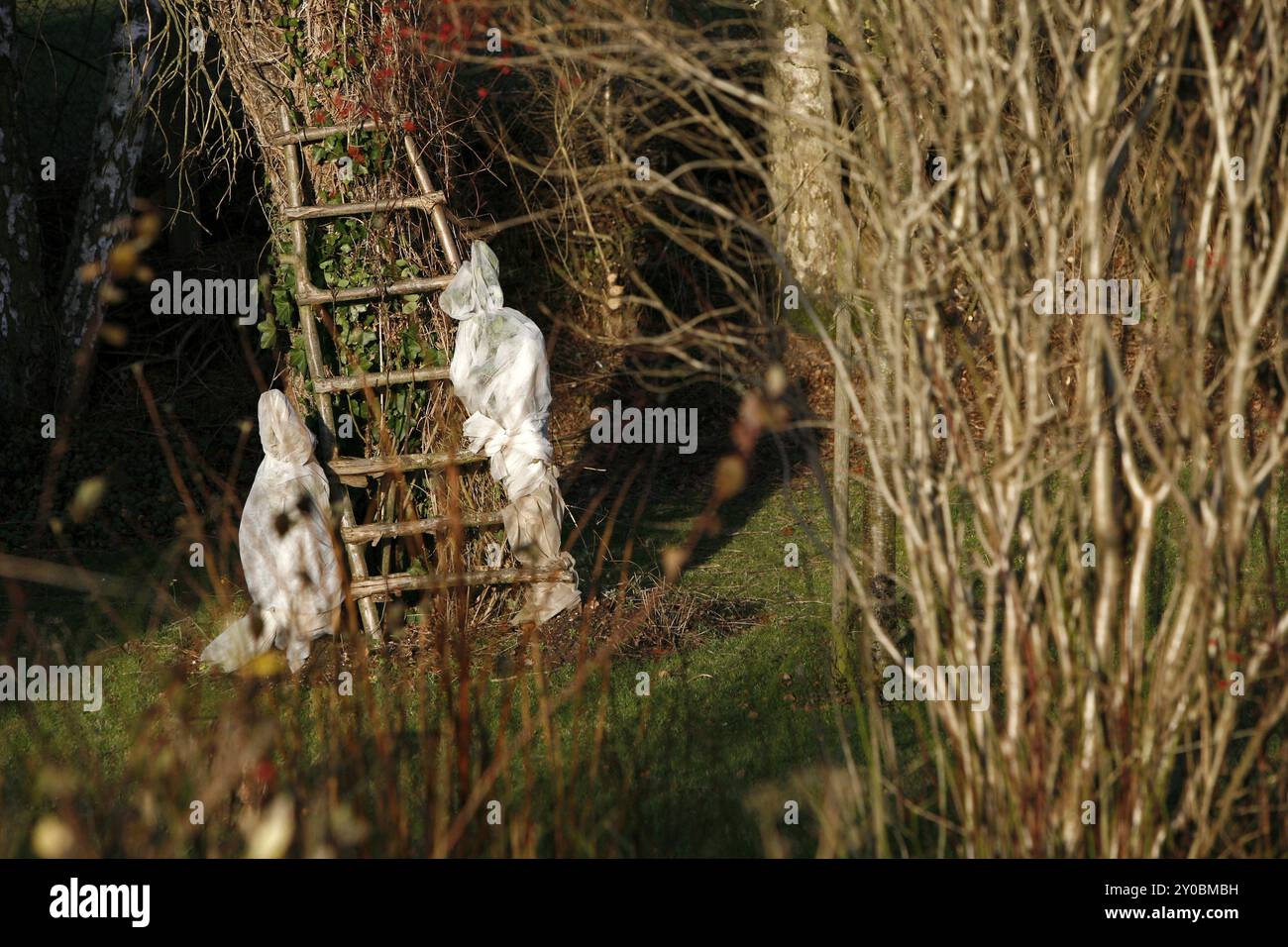 Frost proof garden hi-res stock photography and images - Alamy