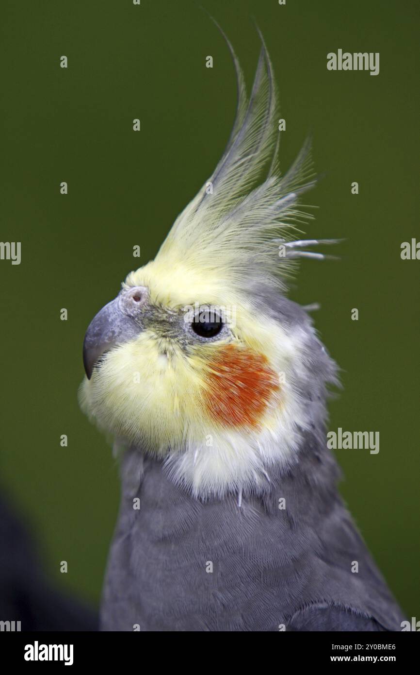 Grey cockatiel hi-res stock photography and images - Alamy