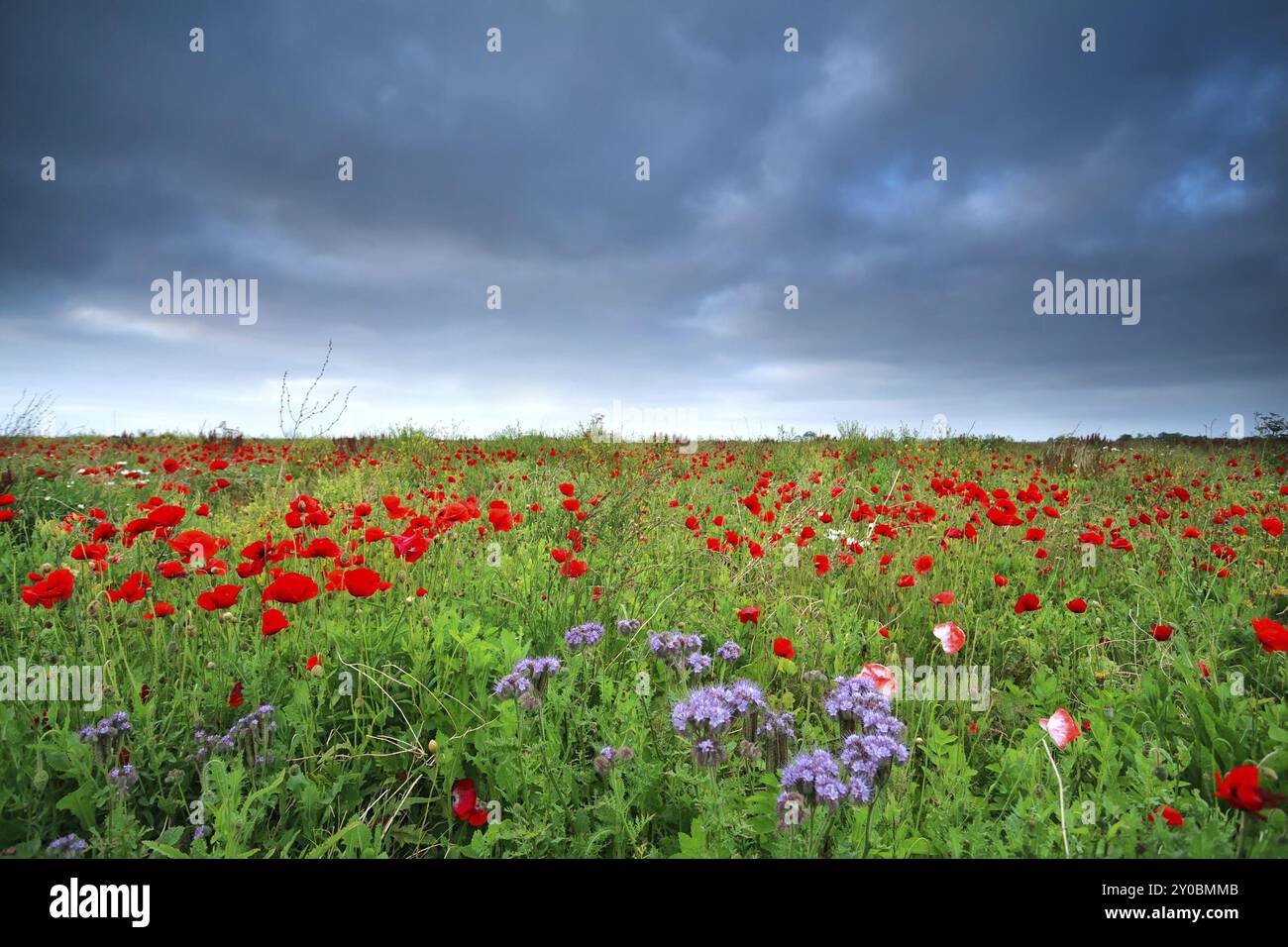 Field with many red poppy flowers during stormy weather, Groningen ...