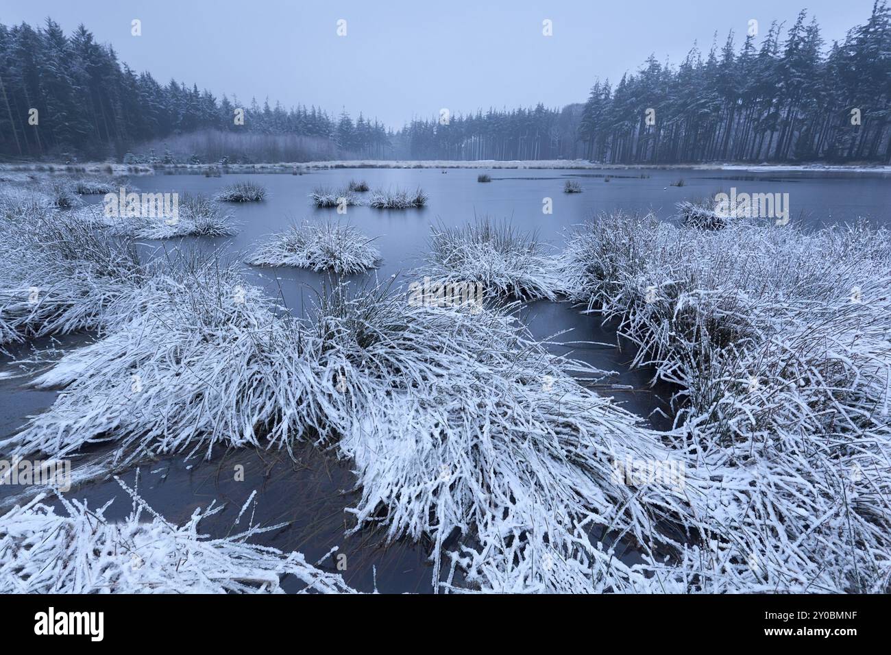 Cold frosty morning on swamp in forest, Friesland, Netherlands Stock ...