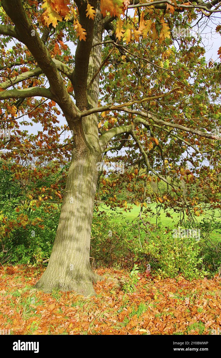 Oak tree in autumn, Oak tree in fall 01 Stock Photo - Alamy