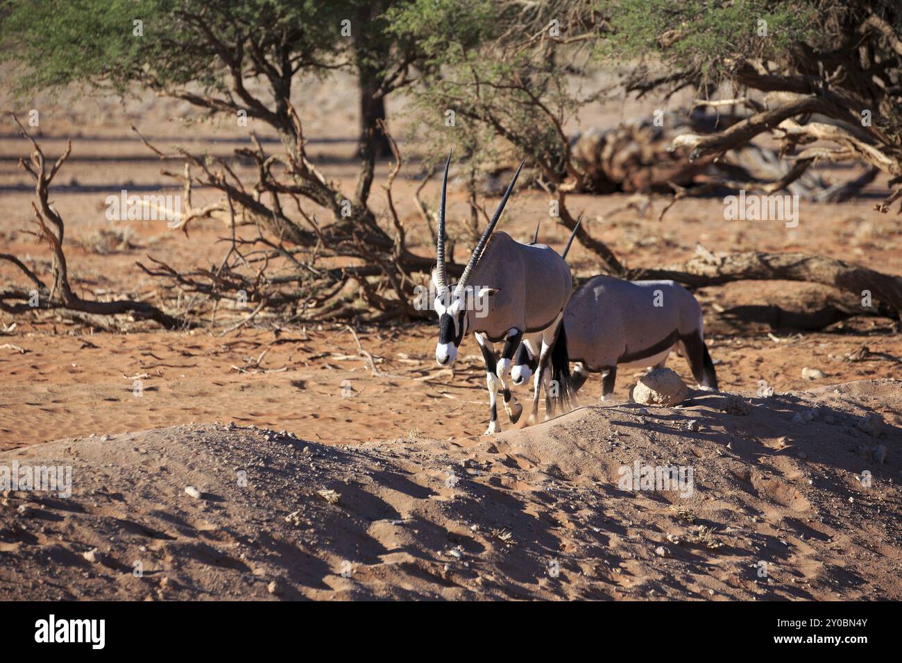 Oryx antelopes in the Namib-Naukluft Park in Namibia Stock Photo - Alamy