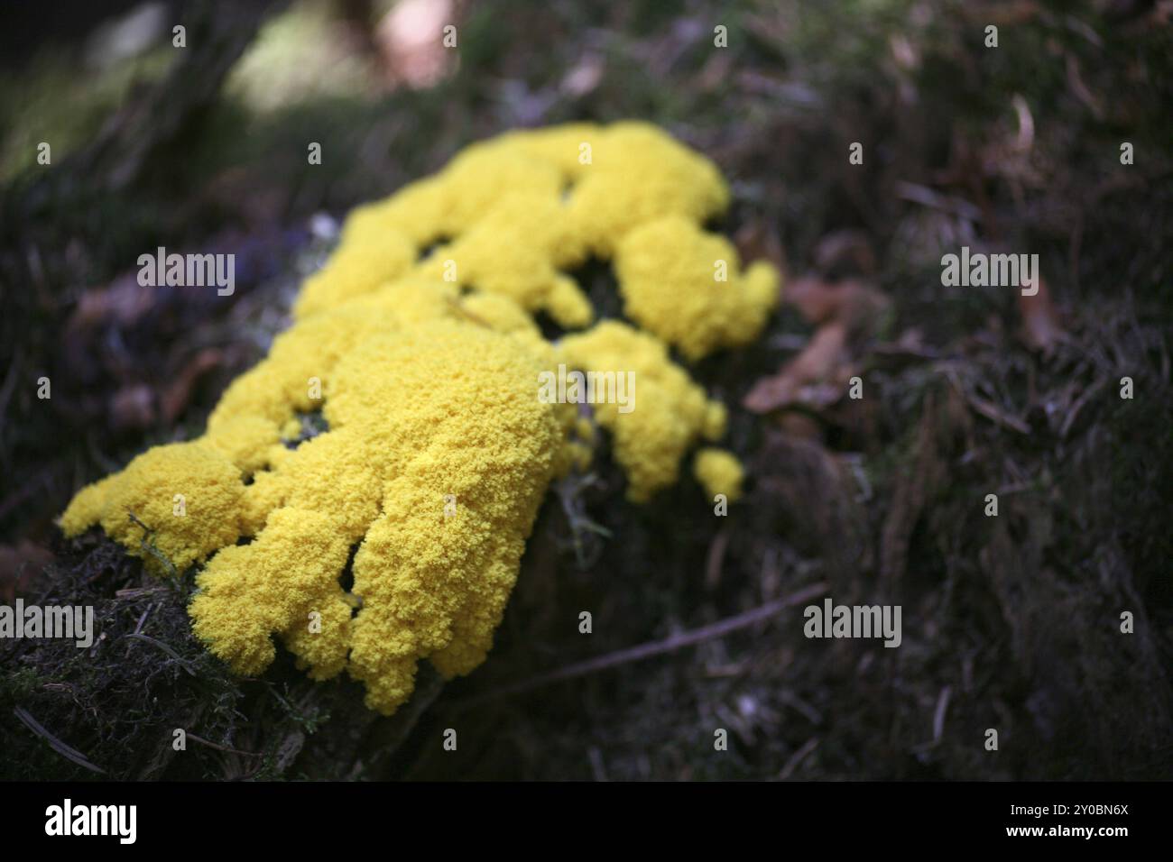 A fascinating slime mould Stock Photo - Alamy