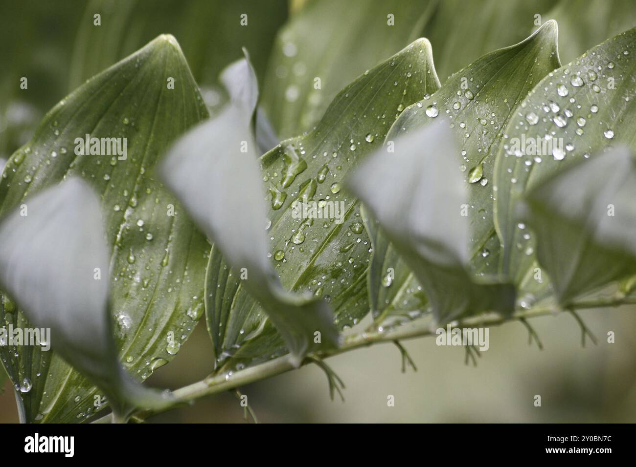 Solomon's seal (wet leaves Stock Photo - Alamy
