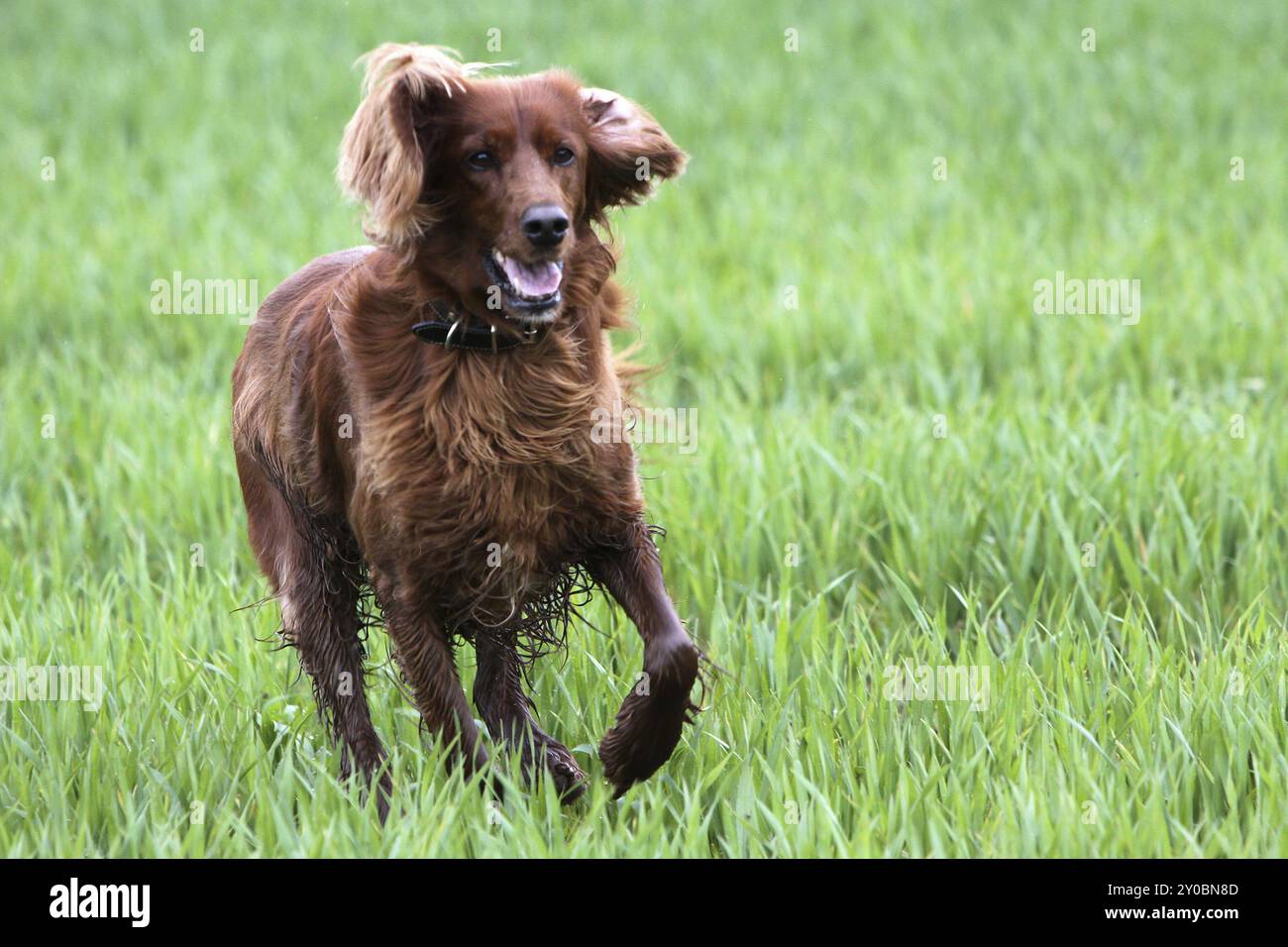 Irish Red Setter Stock Photo - Alamy