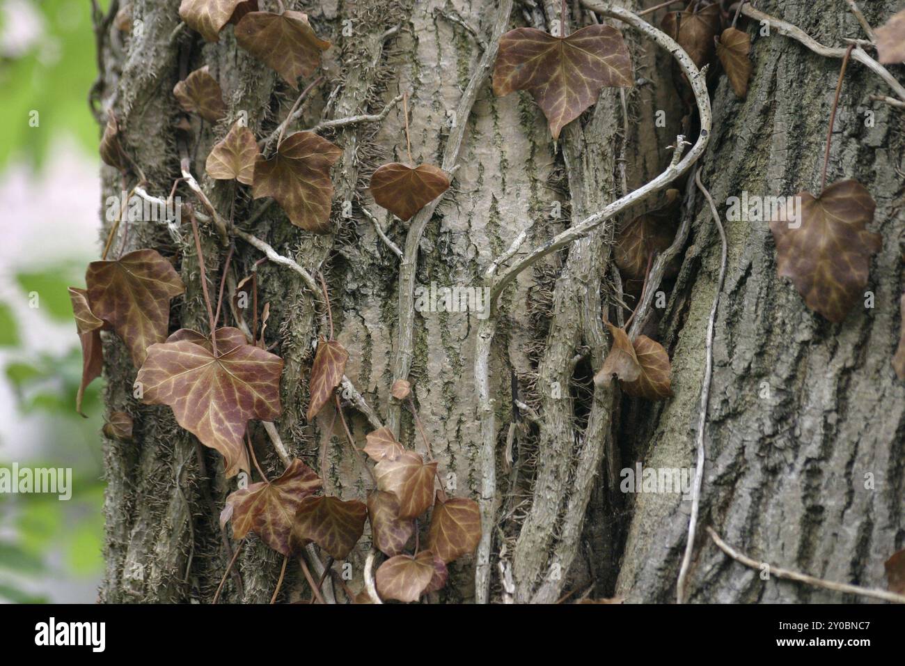 Dried ivy leaves hi-res stock photography and images - Alamy