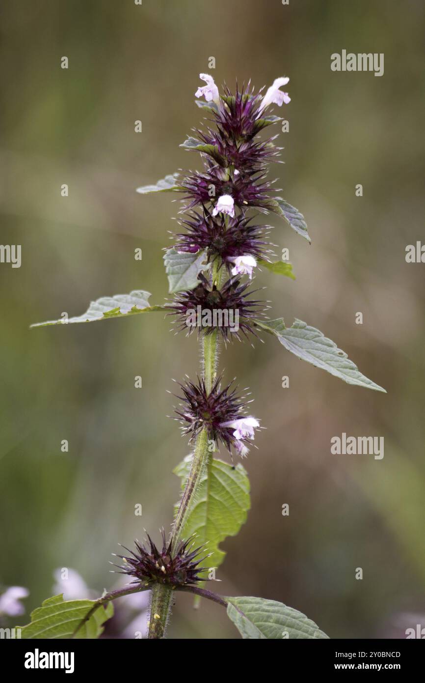 Common hollow tooth Stock Photo - Alamy