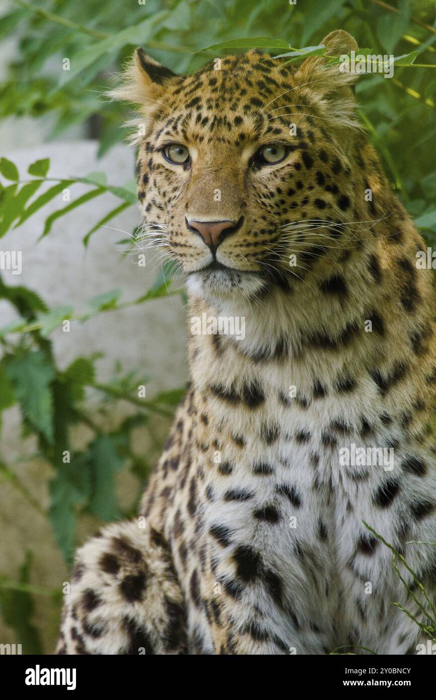 North china leopard (Panthera pardus japonensis Stock Photo - Alamy