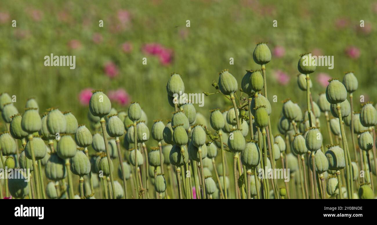 Opium poppy cultivation, opium poppy fields Stock Photo - Alamy