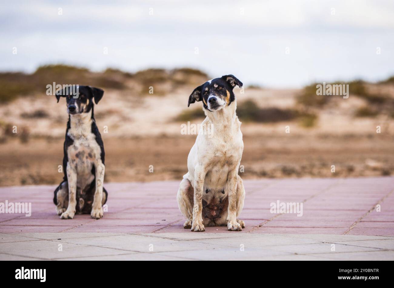 Dogs sit hi-res stock photography and images - Alamy